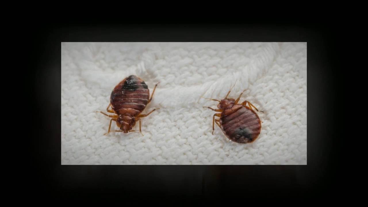 Rowlett, Tx Pest Control - Facts You Didn't Know About Bed Bugs