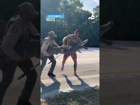 Barefoot gator-wrangler traps 8-foot gator along I-95 in Florida