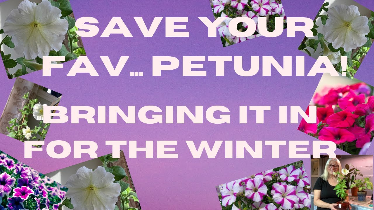 How To Bring In Your Fav... Petunia! Bring It In For The Winter!  [Episode 1]