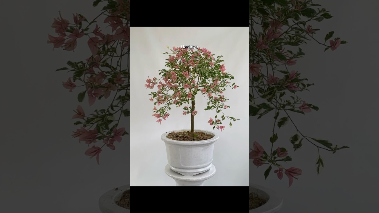 Photoshoot bunga bougenville 🥰 #bonsai #bungabougenville #fyp #bonsaitree #foryou