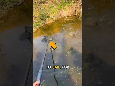 Why This Fishing Tool Could Land You in Jail! #shorts #usa #english