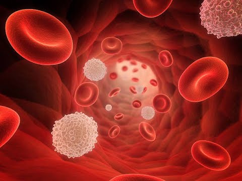 My white blood cell count is high What does this mean?
