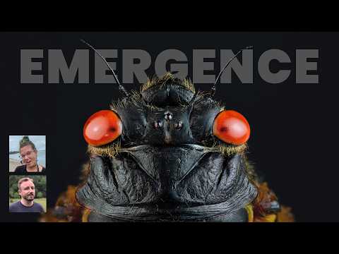 Cicada Emergence! How did this evolve? Full interview with Nancy Miorelli