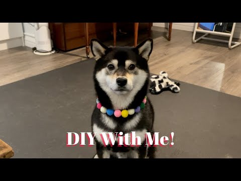 How To: Make A Pom Pom Necklace For Your Doggo | DIY | Tiny Rick The Shibe