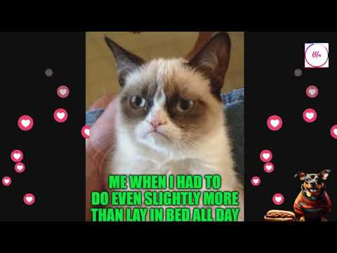 The Funniest Grumpy Cat Memes Ever