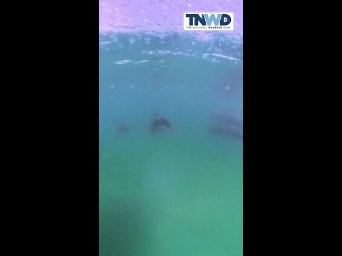 Meteorologist tails some dolphins near Pensacola beach