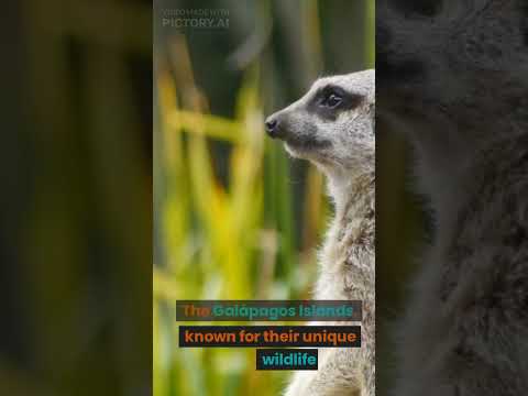 Discover the Enchanting Galápagos Islands in Ecuador