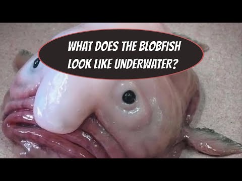 What did the blobfish evolve from?
