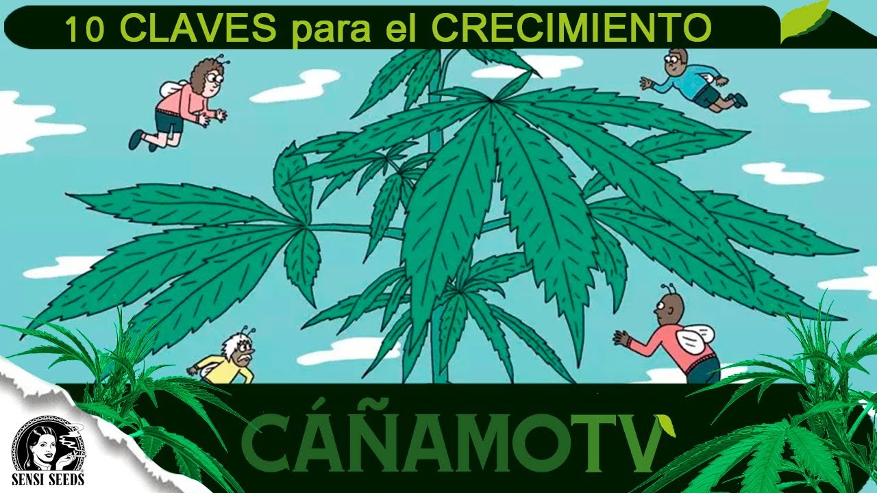 10 KEYS to the GROWTH phase of CANNABIS