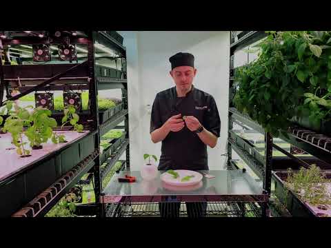 Genovese Basil Plant Profile