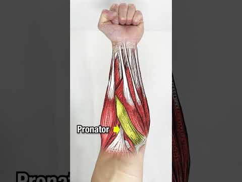 Want BIGGER Forearms? DO THESE!