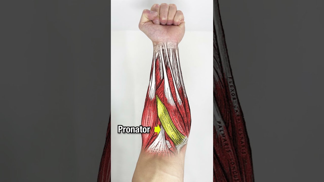 Want BIGGER Forearms? DO THESE!