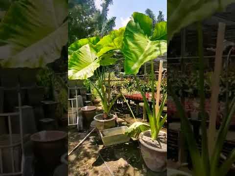 [MYX] Colocasia Gigantea 象耳芋🐘☘️