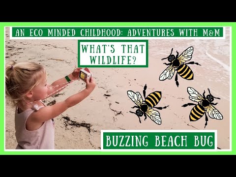 What's That Wildlife? Buzzing Beach Bugs! | Wildlife Show For Kids | Exploring Nature For Kids