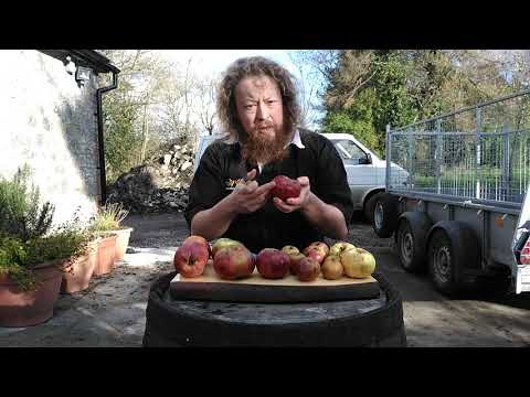 Late apple varieties from Llanblethian Orchard