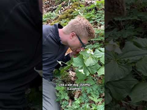 Trillium Plants