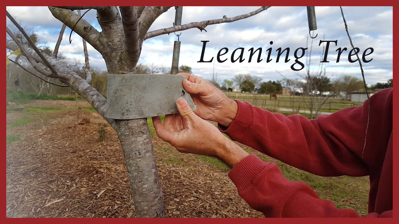 The Leaning Apple Tree