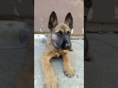Intelligent & Cute Belgian Malinois Puppy: Alert Portrait with Charming Bell Collar
