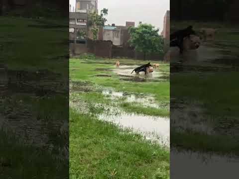 Labrador Always Loves to Play in Water #dog #shorts