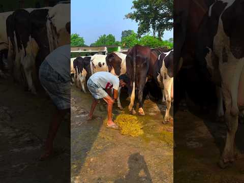 மாட்டுப்பண்ணையின் லாபத்தை இரட்டிப்பாக்க நம்ப ARG யின் Cow Dung Collector#agrimachinery#arg#cowfarm