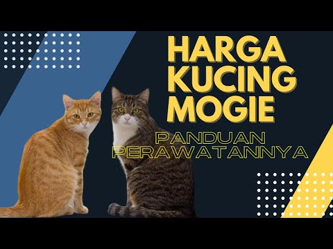 Prices for Moggie Cats and Care Guide #moggiecatprice