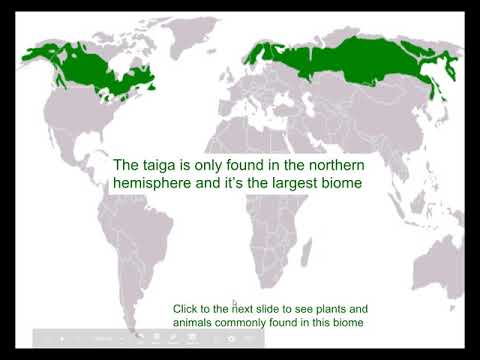 Biomes: Taiga (AKA Coniferous Forest)