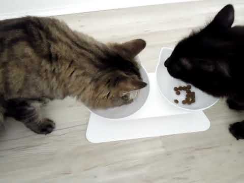 Urijk Katzen Futternapf Katzennäpfe 15° Gekippte Futterschüssel/Doppelschüssel
