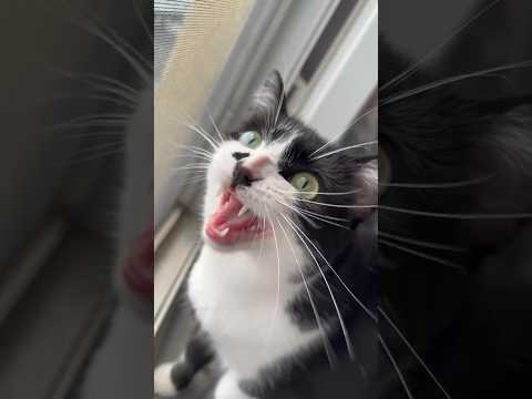 funny cat chattering at birds || ekekekkekkek