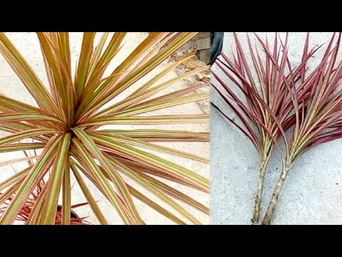 Dracaena marginata plant care & propagation from cuttings.