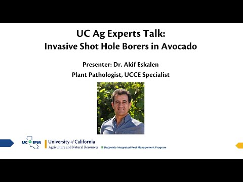 UC Ag Experts Talk: Invasive Shot Hole Borers in Avocado