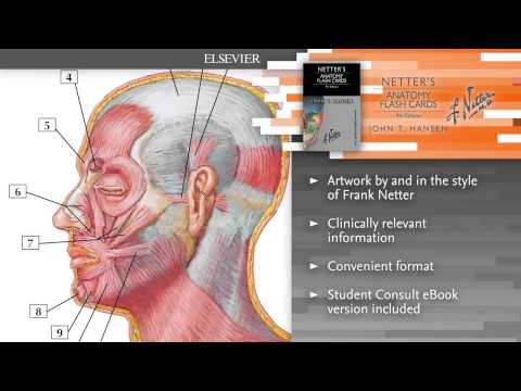 Netter's Anatomy Flash Cards, 4th Edition