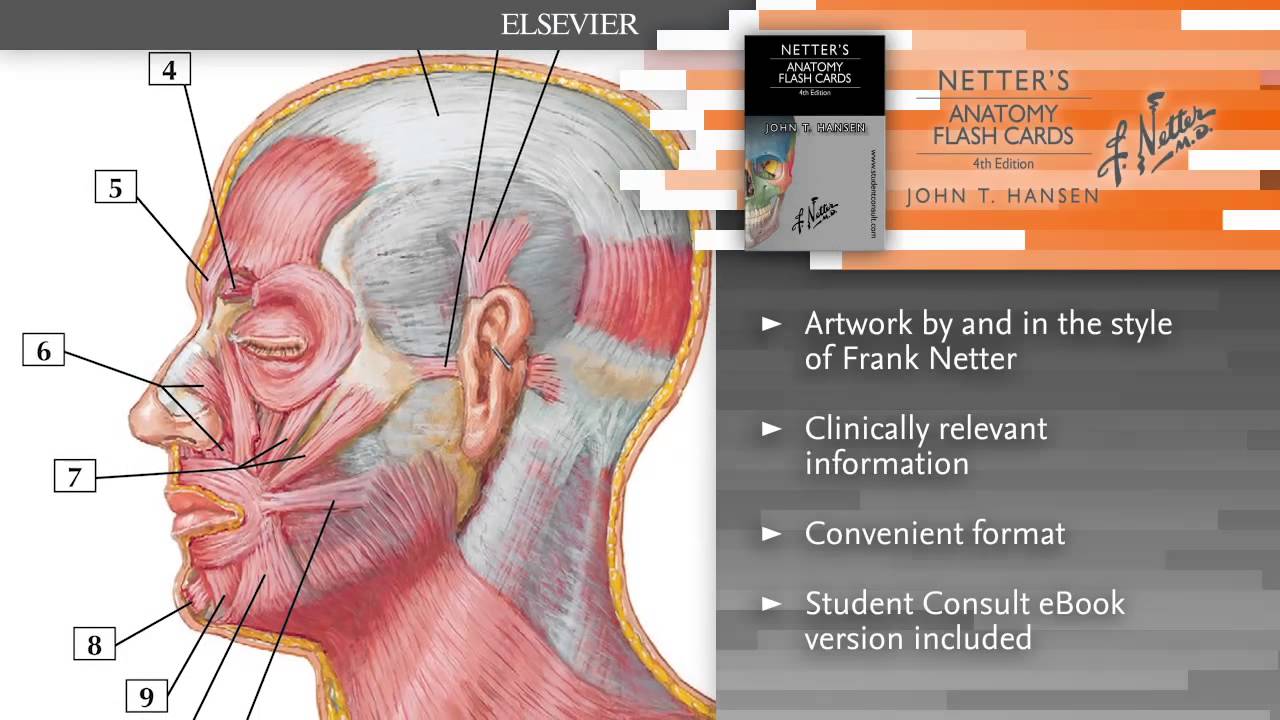 Netter's Anatomy Flash Cards, 4th Edition