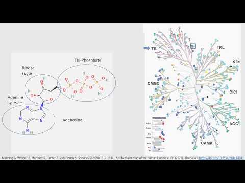 JAK inhibitors how and why they work in less than 10 min