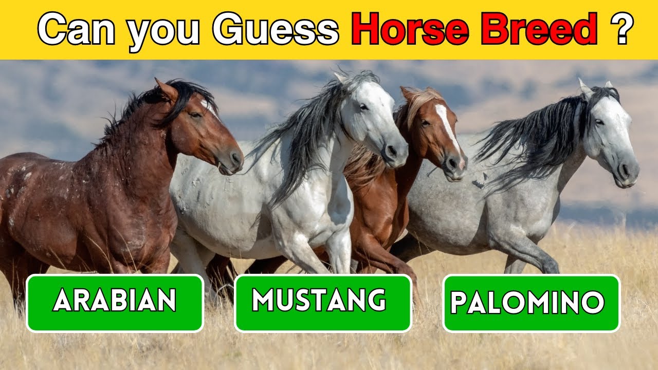 Can You Guess the Horse Breed?  Test Your Equine Knowledge!