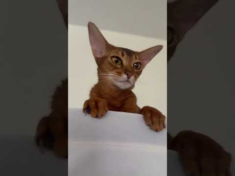 I want to be where the people are πΉ#shots #abyssinian #cat #capcut