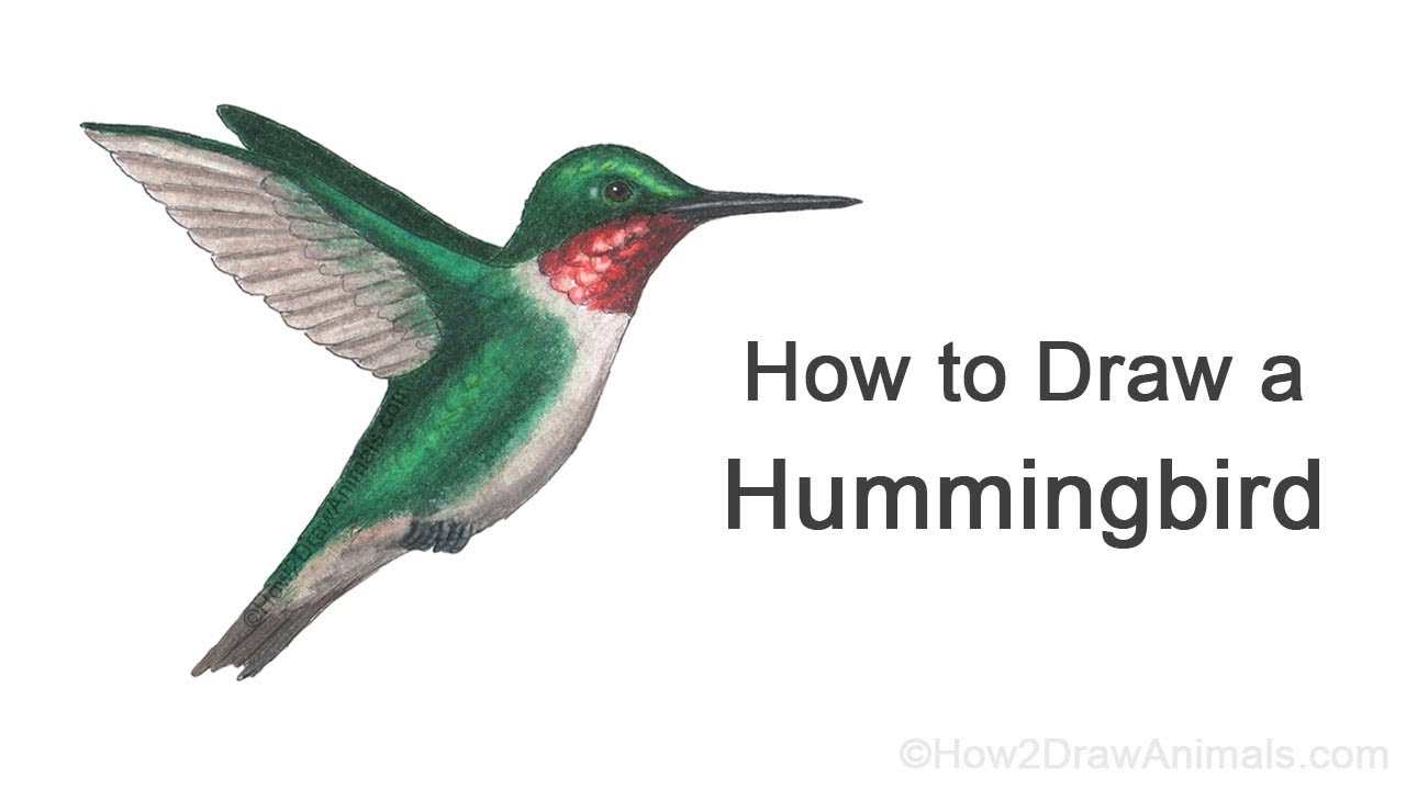 How to Draw a Ruby-Throated Hummingbird | Colored Marker Tutorial