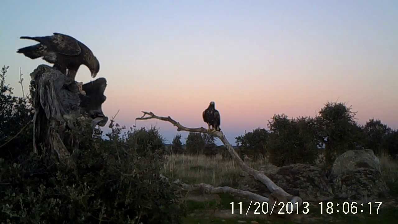 Pareja de águilas reales II