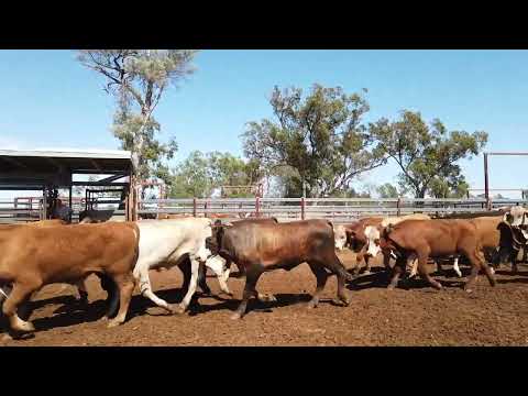 Hancock Pastoral (QLD) - (53)