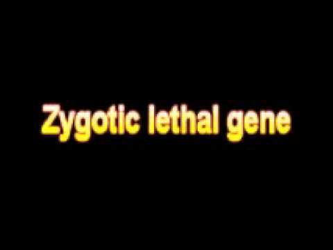What Is The Definition Of Zygotic lethal gene