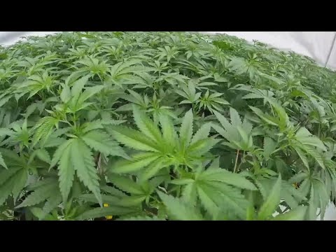 Inside look at a marijuana cultivation center in Northeast Ohio