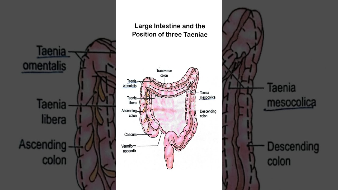 Large Intestine & The Position of the Three Taeniae | Quick Anatomy