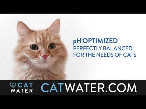 CATWATER (:60) - Prevent cat urinary issues before they start