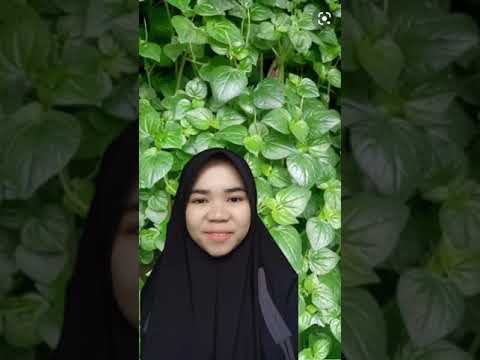 ini dia manfaat dan efek samping dari daun sirih cina