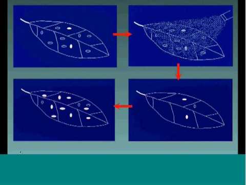 Pesticide Resistance Basics