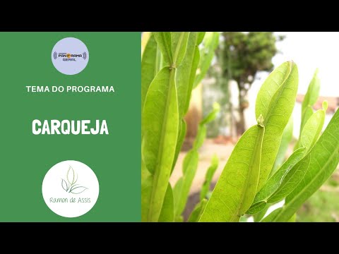 Os benefícios da Carqueja (part. no programa Panorama Geral) | Ramon de ...