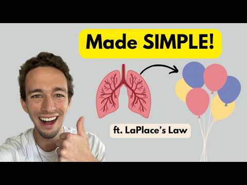 How does Surfactant work in the lungs?