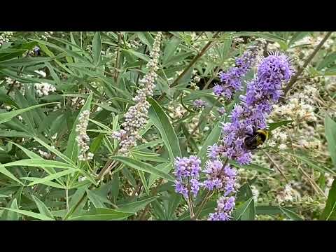 Chaste tree, (Vitex agnus-castus)