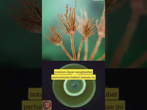 CIKAL BAKAL ANTIBIOTIK PENICILIN( ALEXANDER FLEMING ). @Inspirasi_Story
