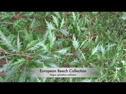 European Beeches (Fagus sylvatica cultivars)