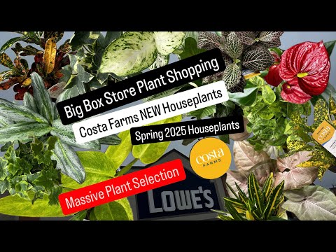 Big Box Store Plant Shopping NEW Costa Farms Exotic Angel and Trending Tropicals Houseplants Spring